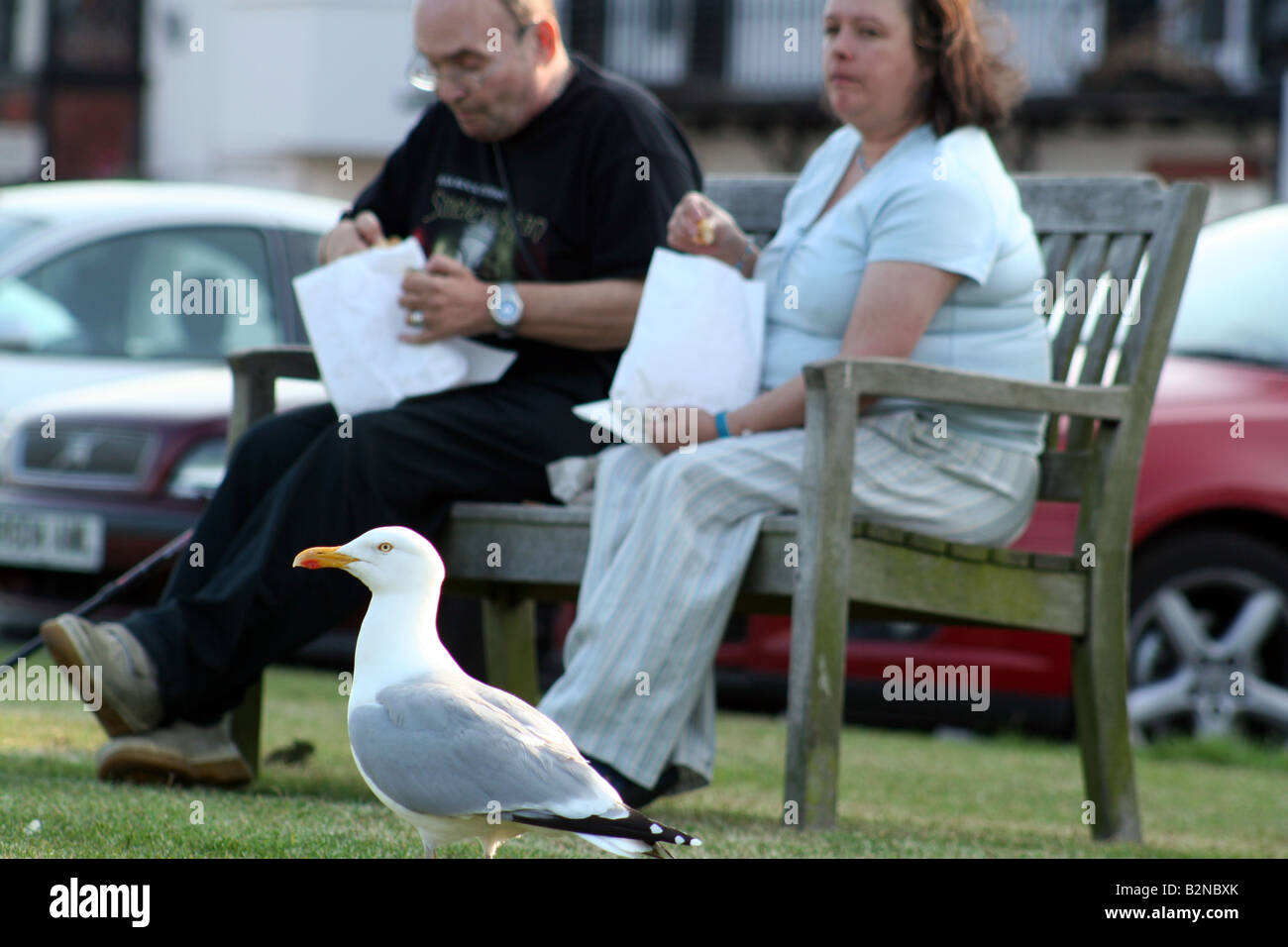 This seagull recognisable by the red mark on its beak we saw scrounging ...