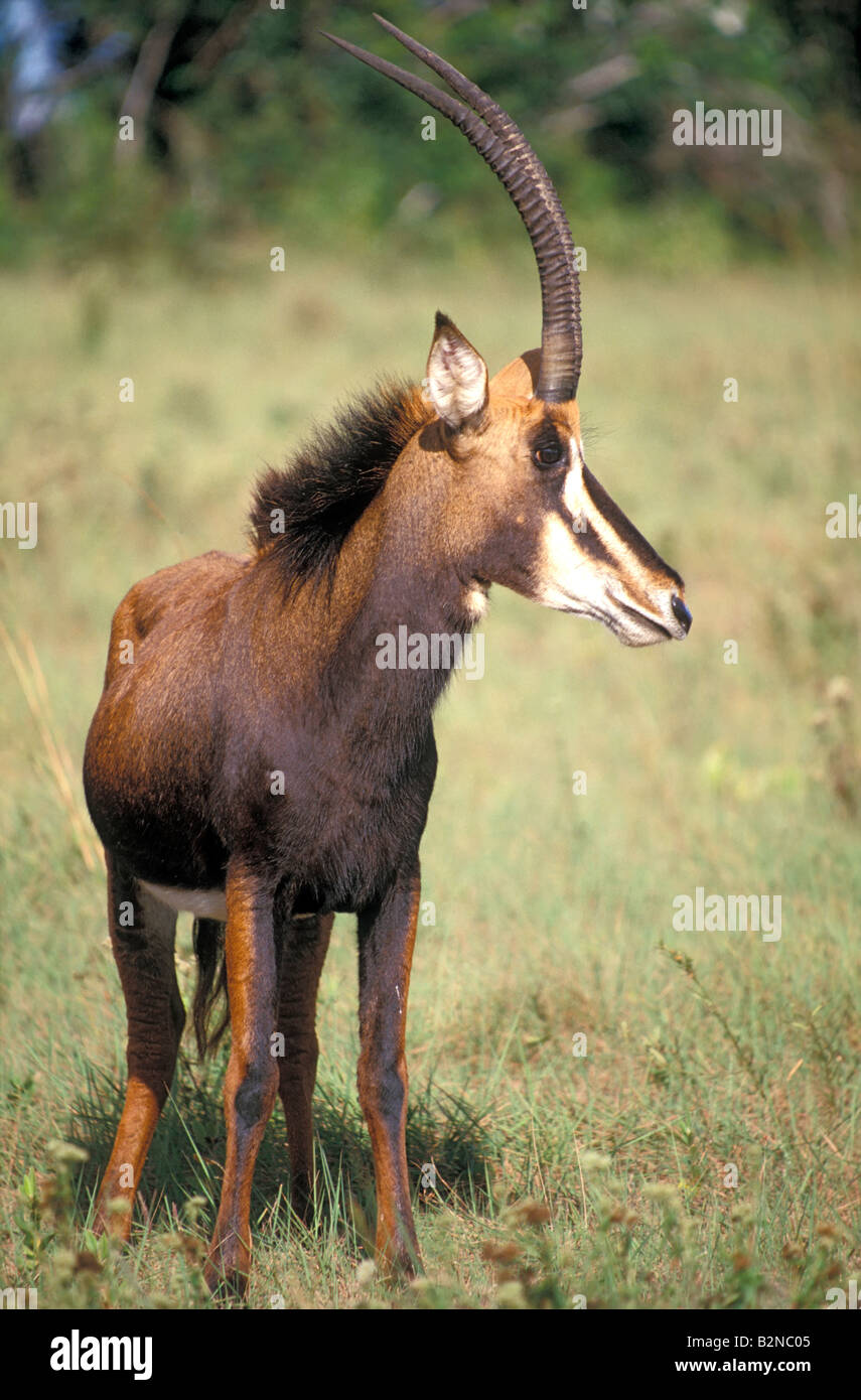 Adult female Sable antelope in the Shimba Hills Reserve, Mombasa, Kenya ...