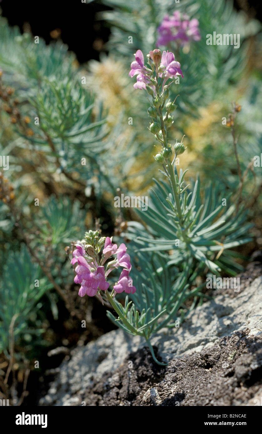 linaria capraria flowers, capraia island, italy Stock Photo - Alamy