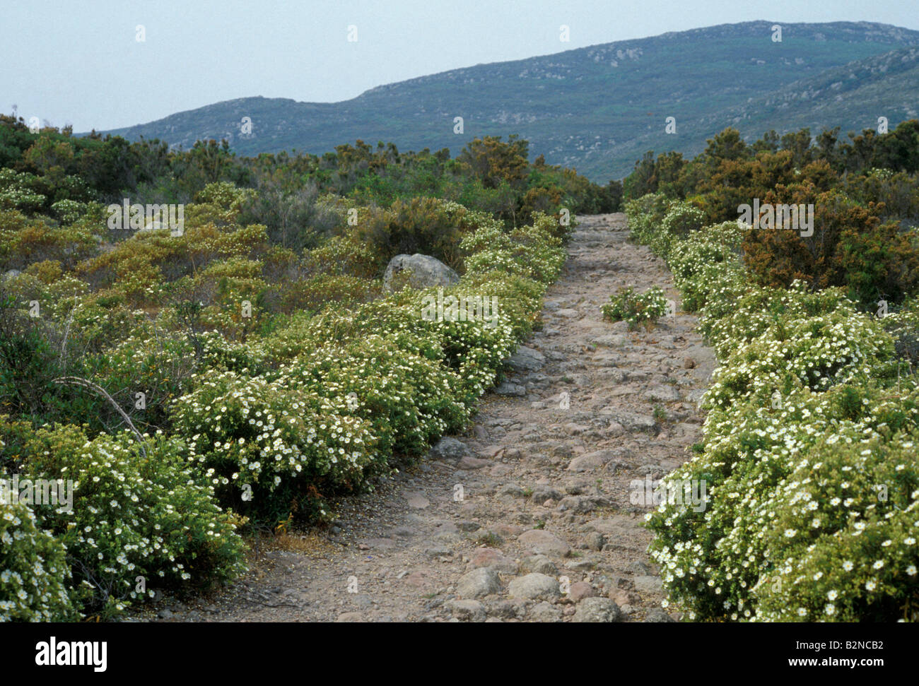 Mule track hi-res stock photography and images - Alamy