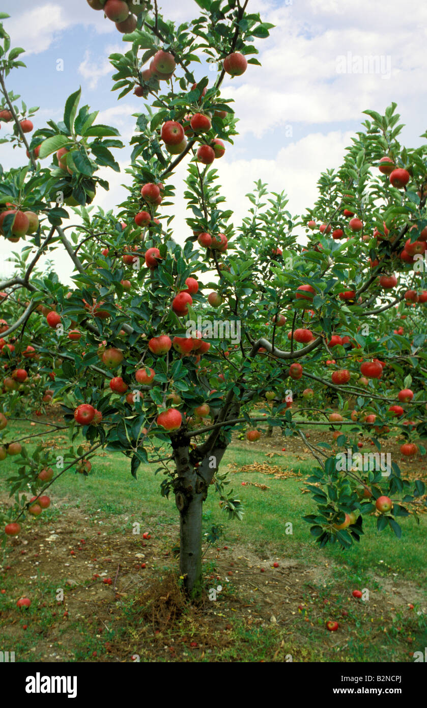 apple tree, bury st. andrew, great britain Stock Photo - Alamy