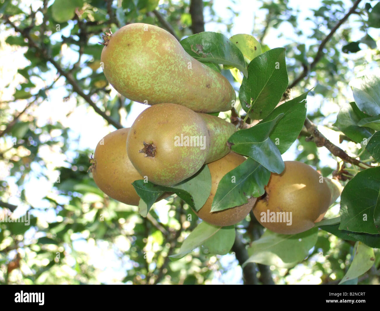 Pears hanging from tree hi-res stock photography and images - Alamy