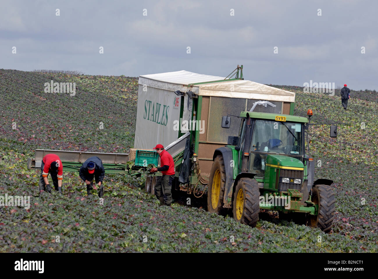 Polish workers harvesting lettuces on a farm in Butley, Suffolk, UK ...