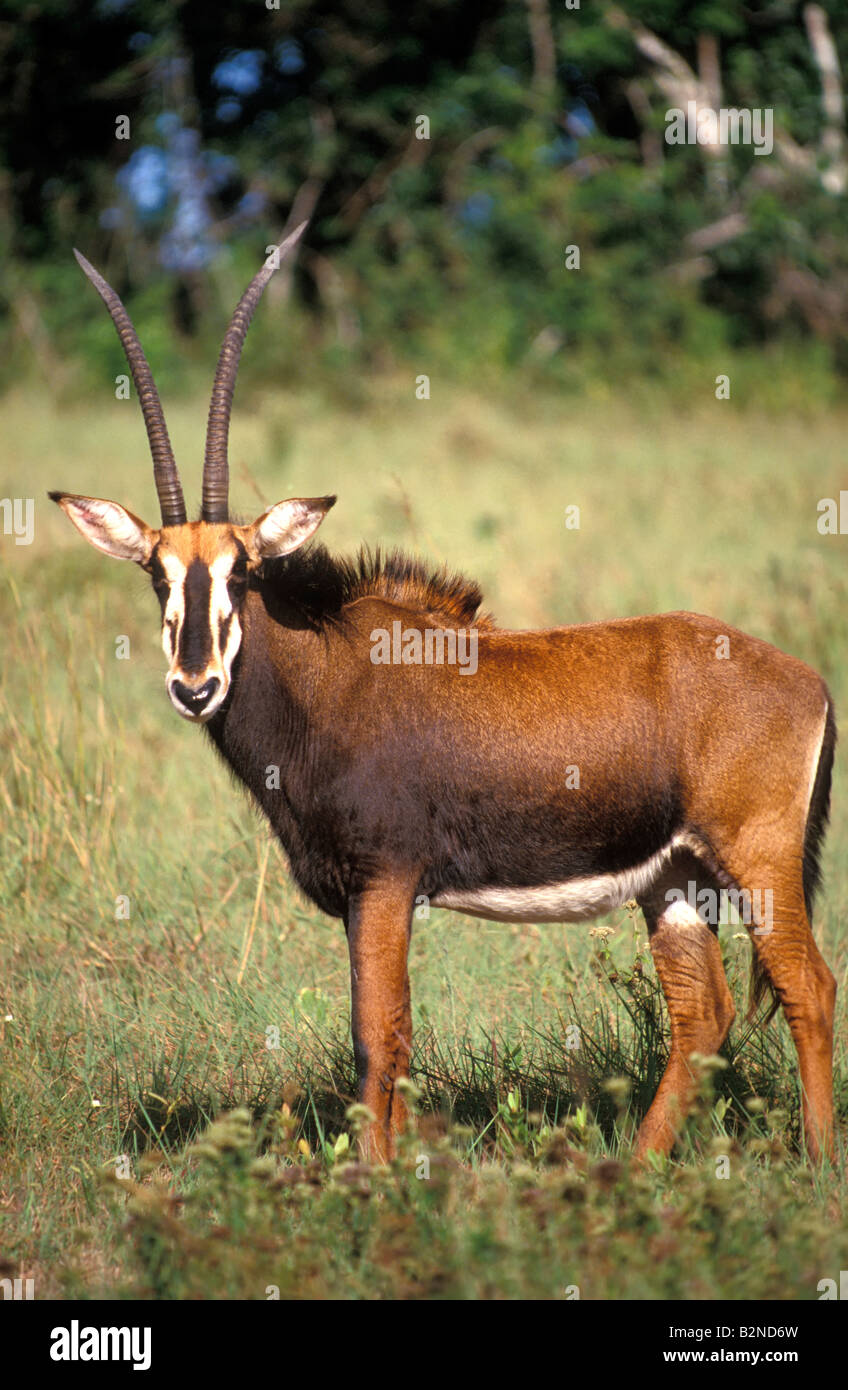 Adult female Sable antelope in the Shimba Hills Reserve, Mombasa, Kenya ...