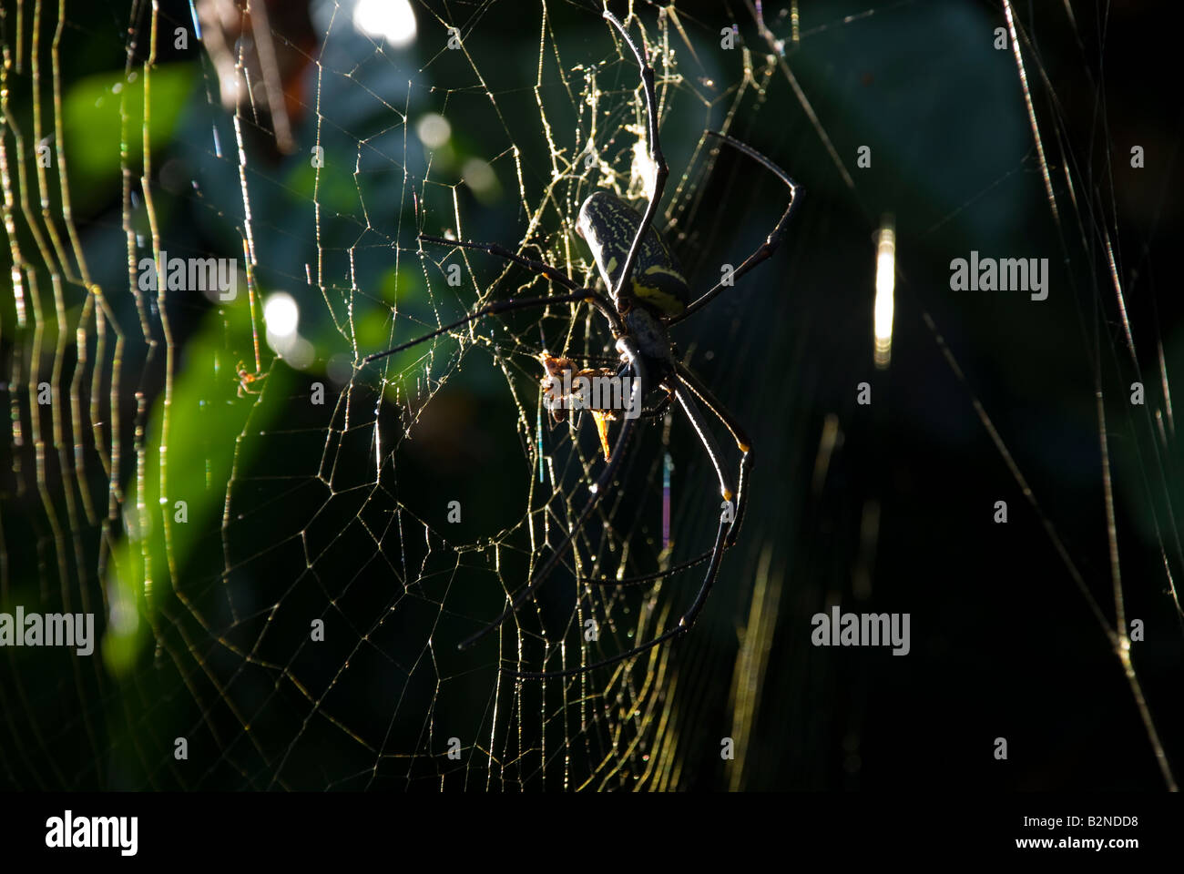 bali ubud indonesia spider big web Stock Photo - Alamy