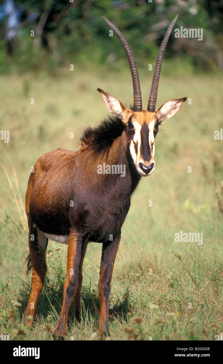 Adult female Sable antelope in the Shimba Hills Reserve, Mombasa, Kenya ...