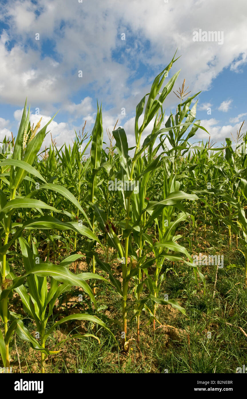 Indre corn hi-res stock photography and images - Alamy