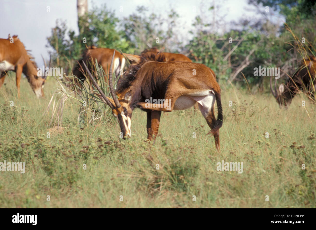 Adult female Sable antelope in the Shimba Hills Reserve, Mombasa, Kenya ...