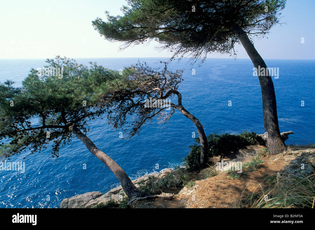 sea and pine trees, portofino, italy Stock Photo - Alamy