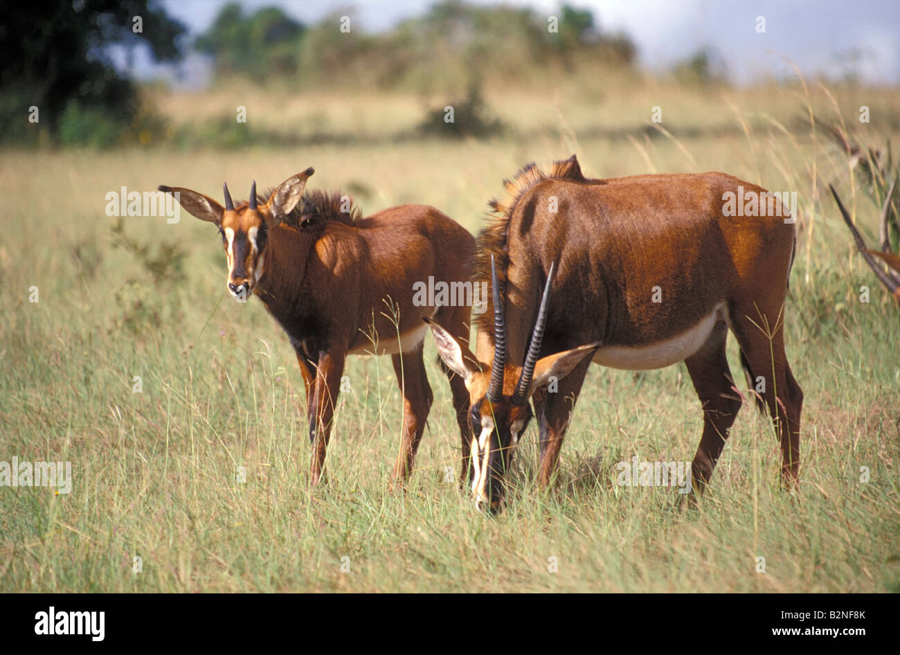 Adult female Sable antelope in the Shimba Hills Reserve, Mombasa, Kenya ...
