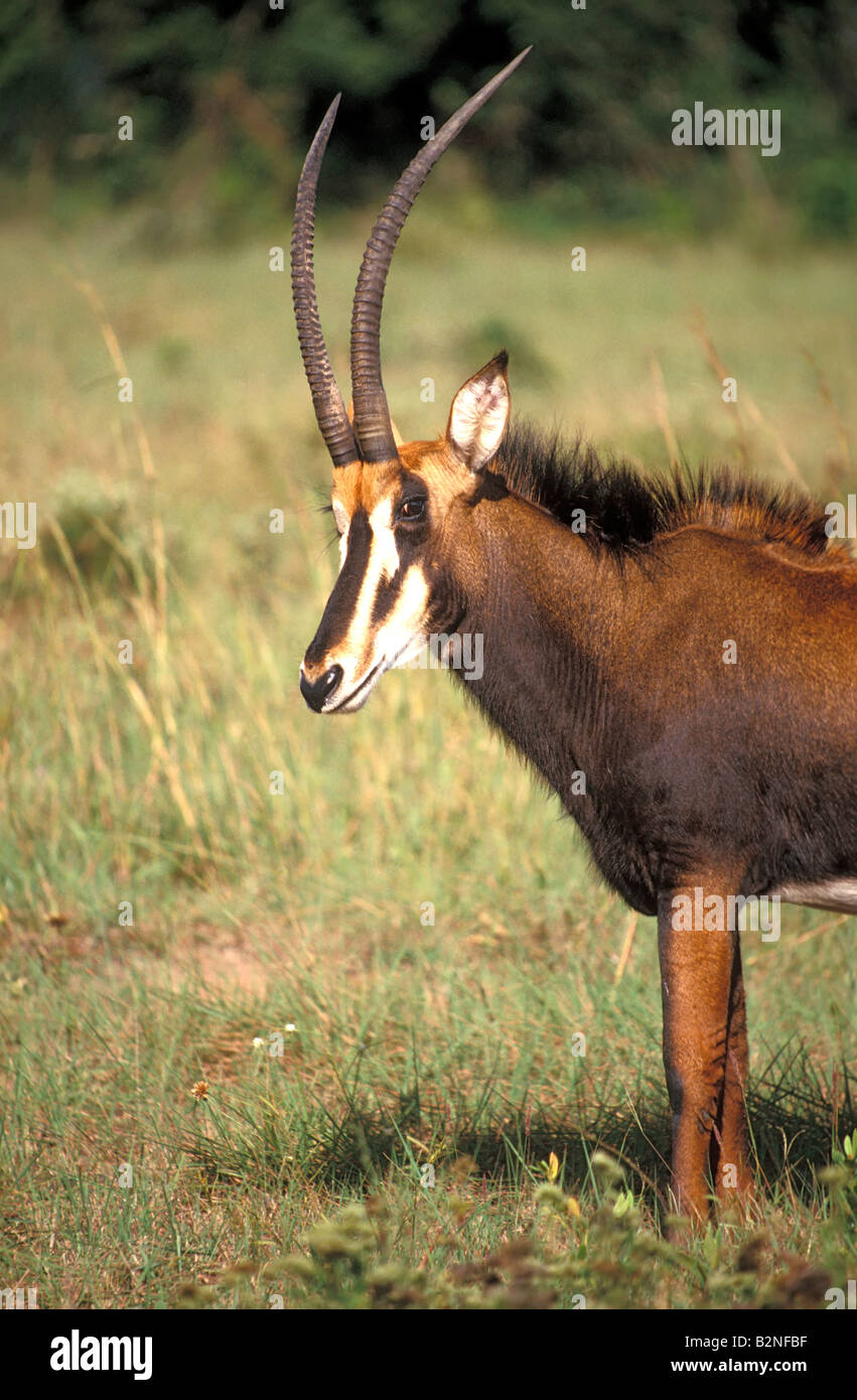 Sable antelope hi-res stock photography and images - Alamy