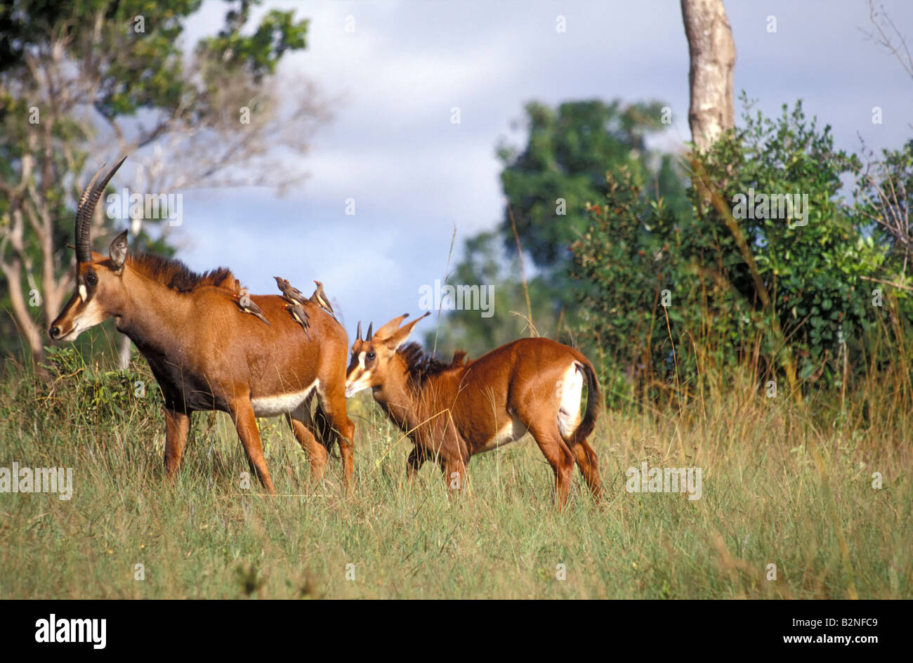Adult female Sable antelope in the Shimba Hills Reserve, Mombasa, Kenya ...