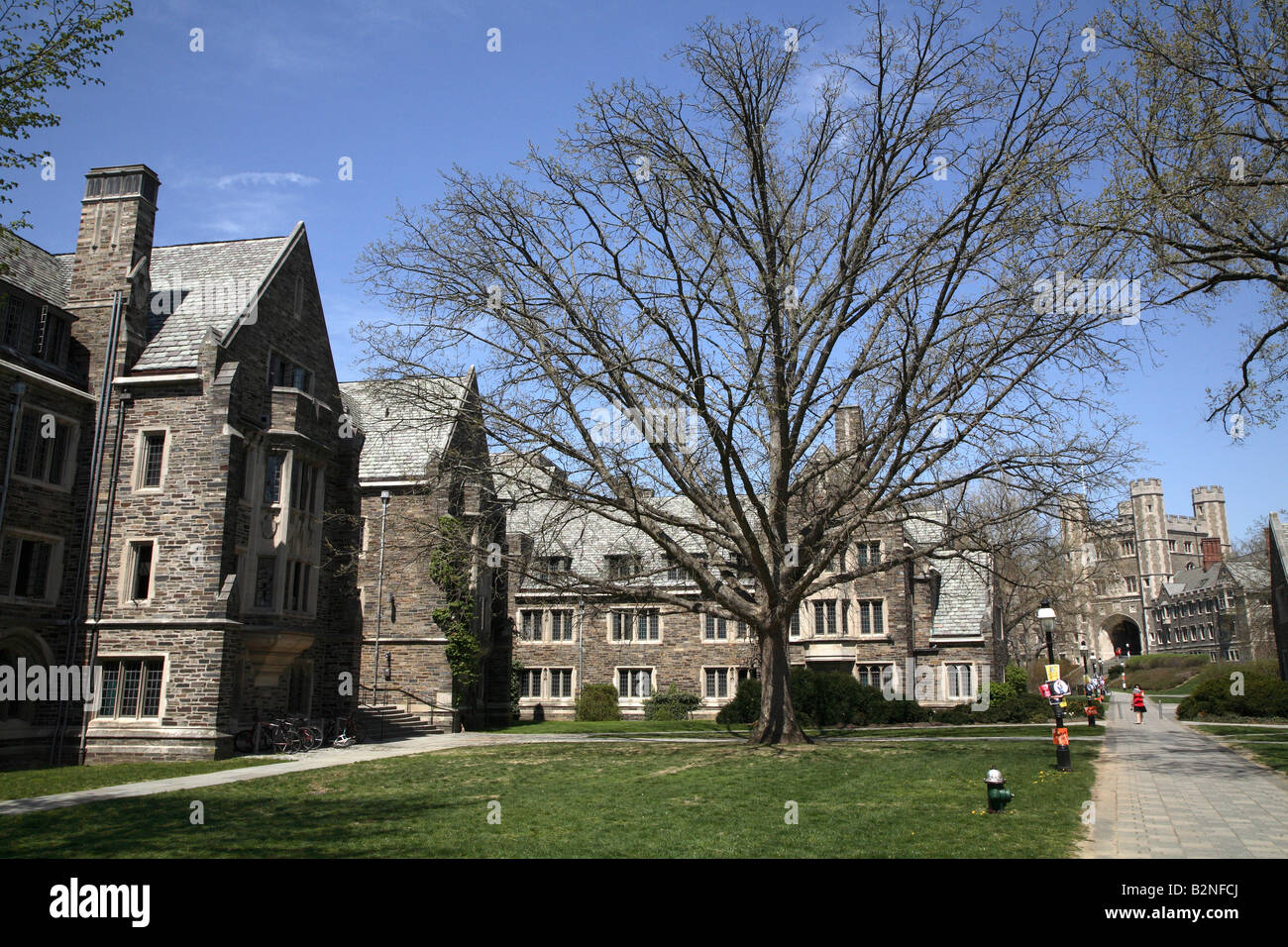 Grassy courtyard dominated by huge tree standing outside Foulke Hall ...