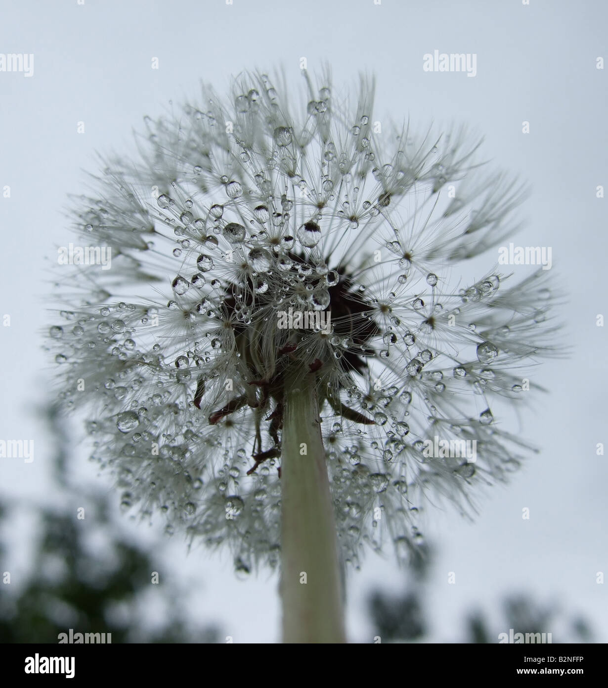 Dandelion Like Seeds High Resolution Stock Photography and Images - Alamy