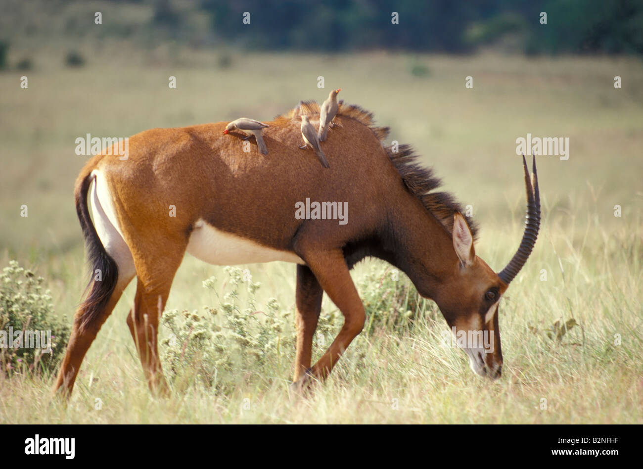Adult female Sable antelope in the Shimba Hills Reserve, Mombasa, Kenya ...