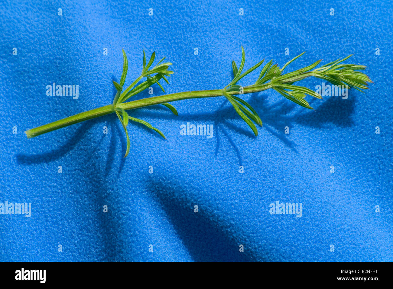 Cleavers Sticky Plant