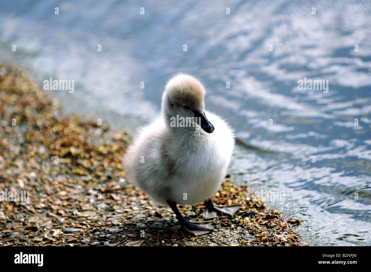 Signet High Resolution Stock Photography and Images - Alamy