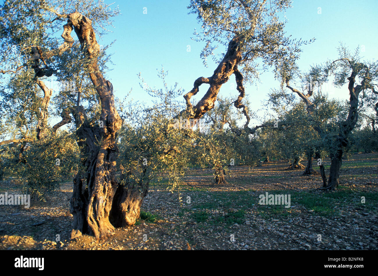 olive grove, andria, Italy Stock Photo - Alamy