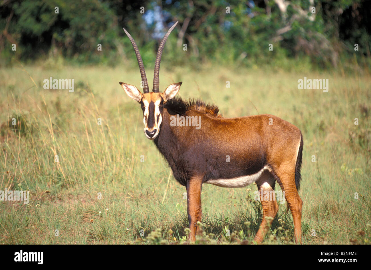 Adult female Sable antelope in the Shimba Hills Reserve, Mombasa, Kenya ...