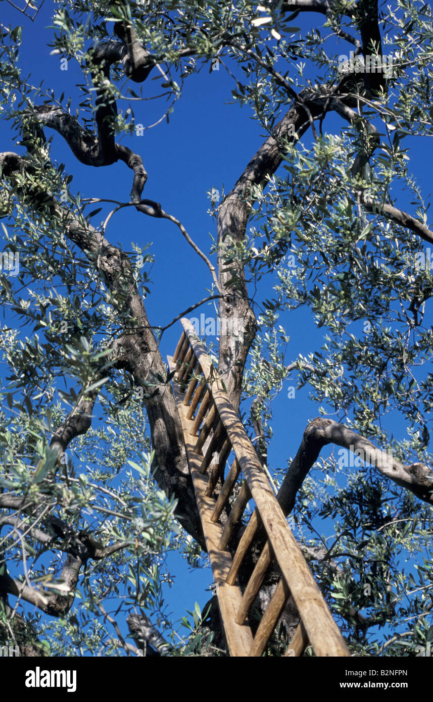 olive tree with ladder, mattinata, Italy Stock Photo - Alamy