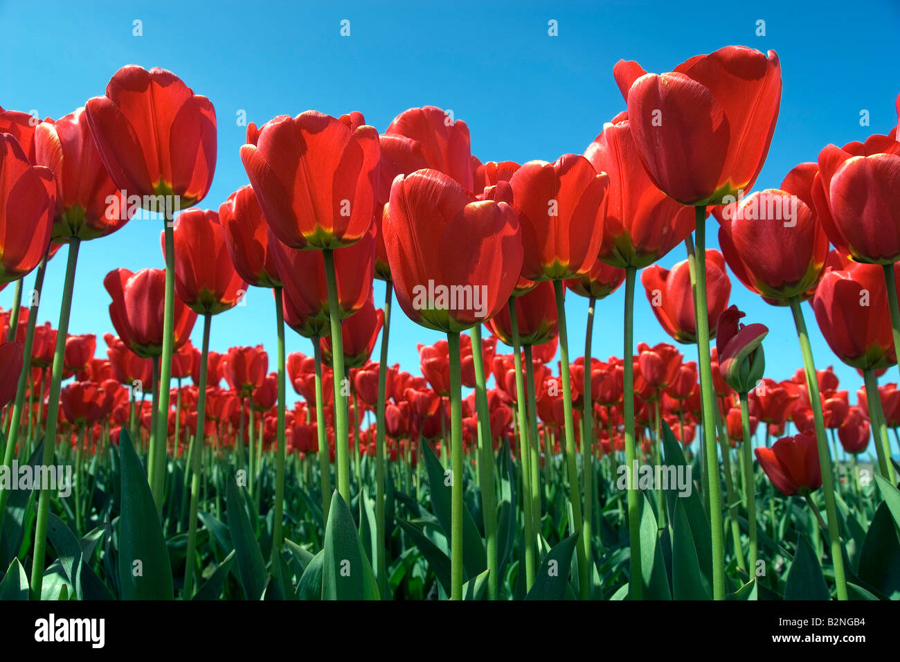 Red Tulips in Skagit Valley, Washington Stock Photo - Alamy