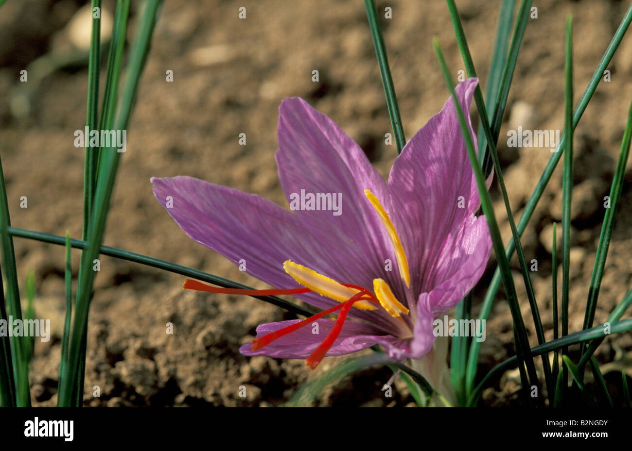 saffron flower, navelli, Italy Stock Photo - Alamy