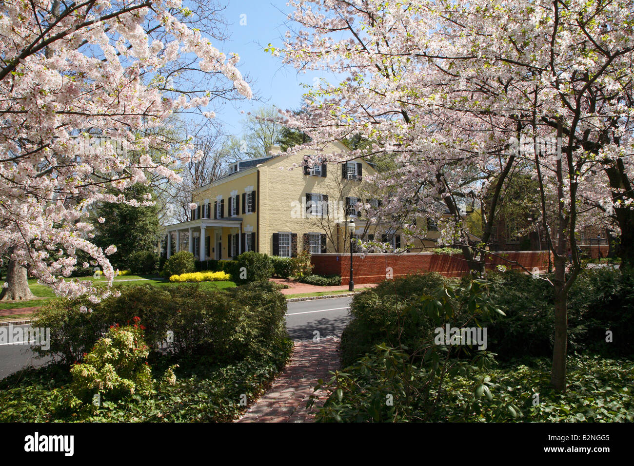 Narrow curved brick walkway with shrubs flanked by flowering cherries ...