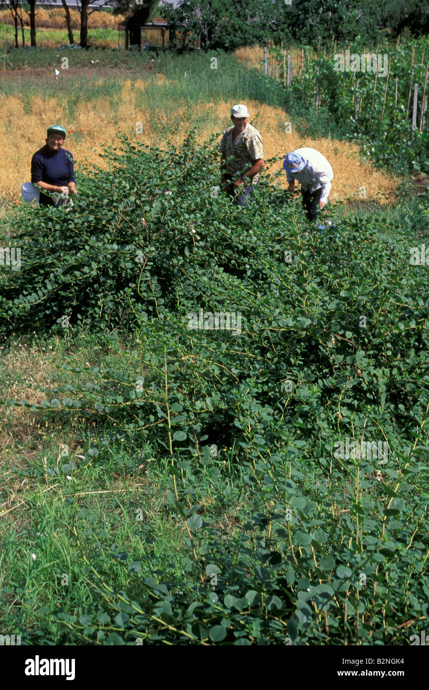 Malfa village hi-res stock photography and images - Alamy