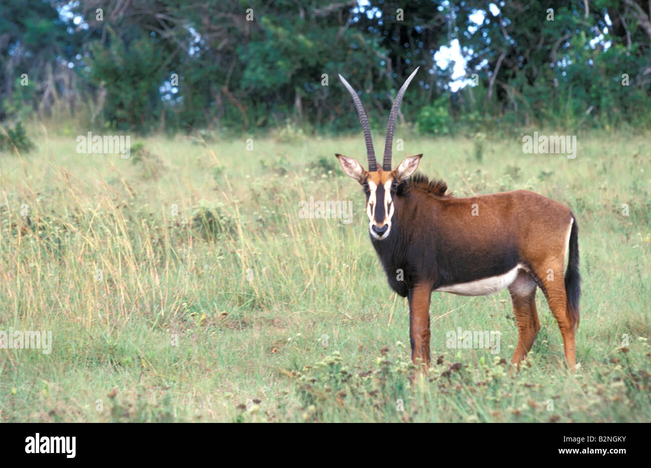Adult female sable antelope in hi-res stock photography and images - Alamy