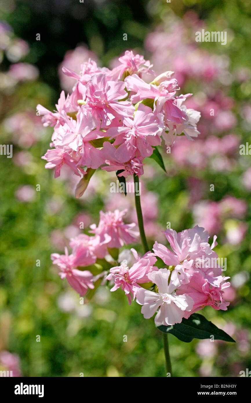 Soapwort Saponaria officinalis Stock Photo - Alamy