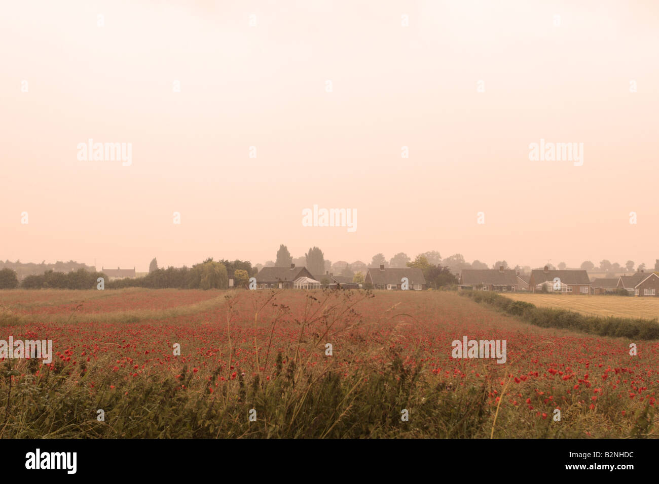 Poppies on a wet July day photographed through the rain in Yorkshire ...
