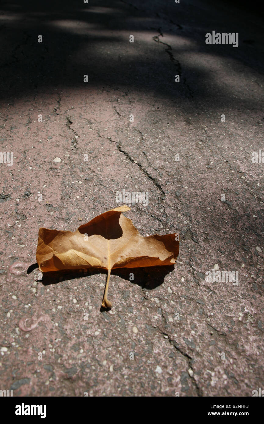 one single fallen leaf on empty country road Stock Photo - Alamy