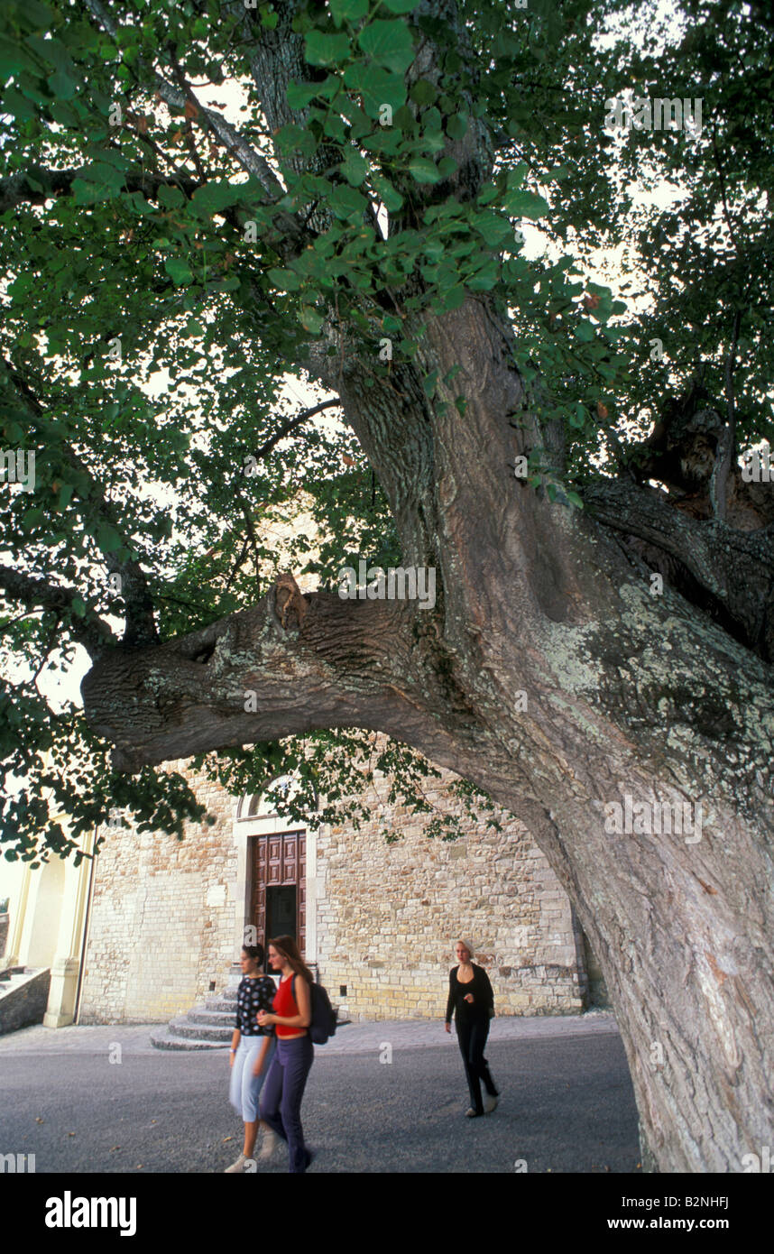 Very old lime trees hi-res stock photography and images - Alamy