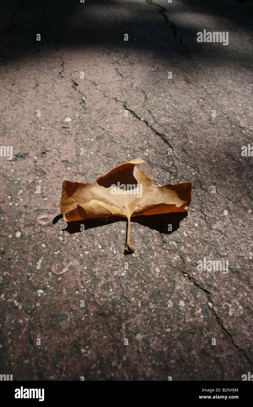 one single fallen leaf on empty country road Stock Photo - Alamy