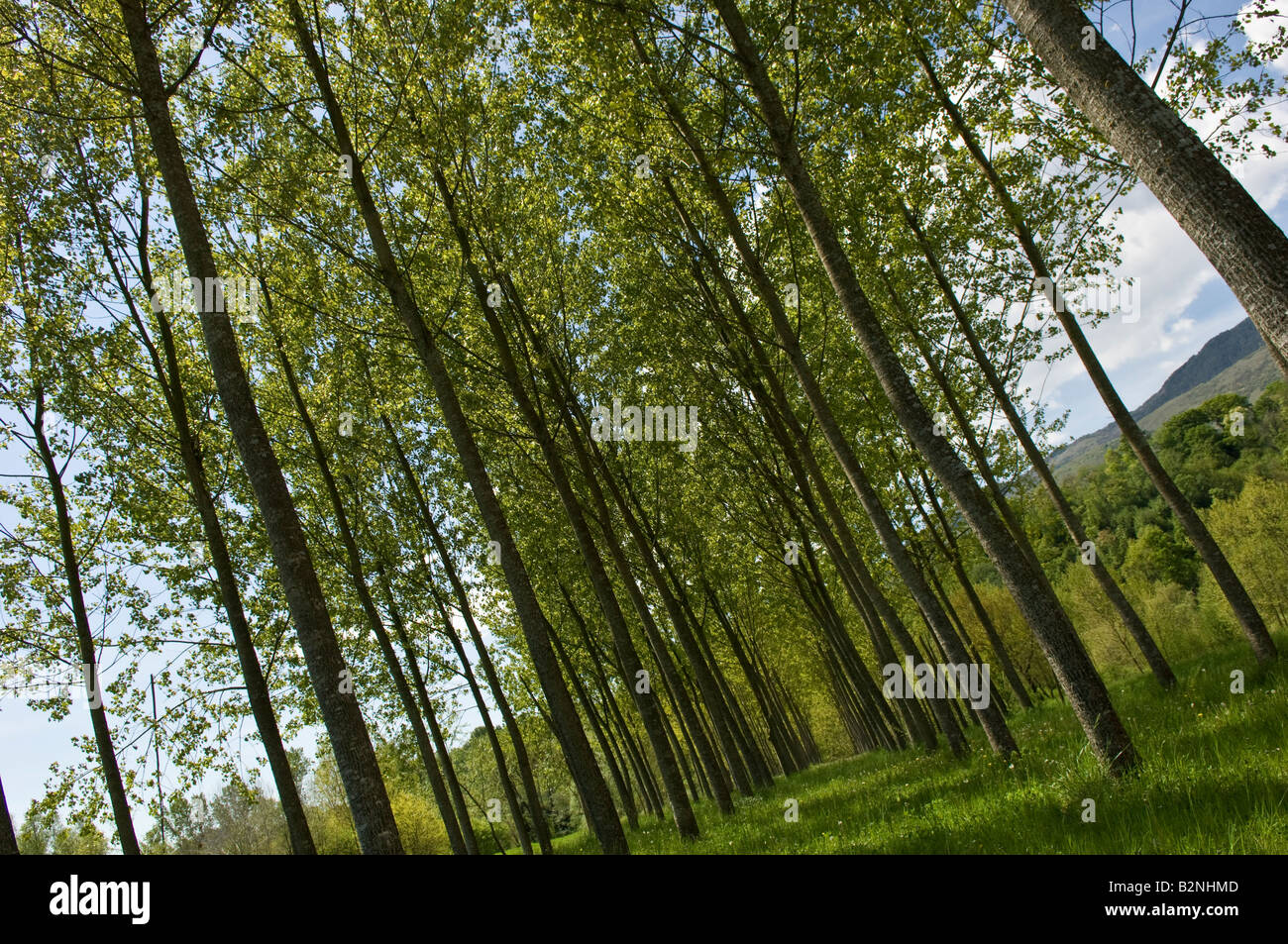 poplar trees, polcenigo, Italy Stock Photo - Alamy