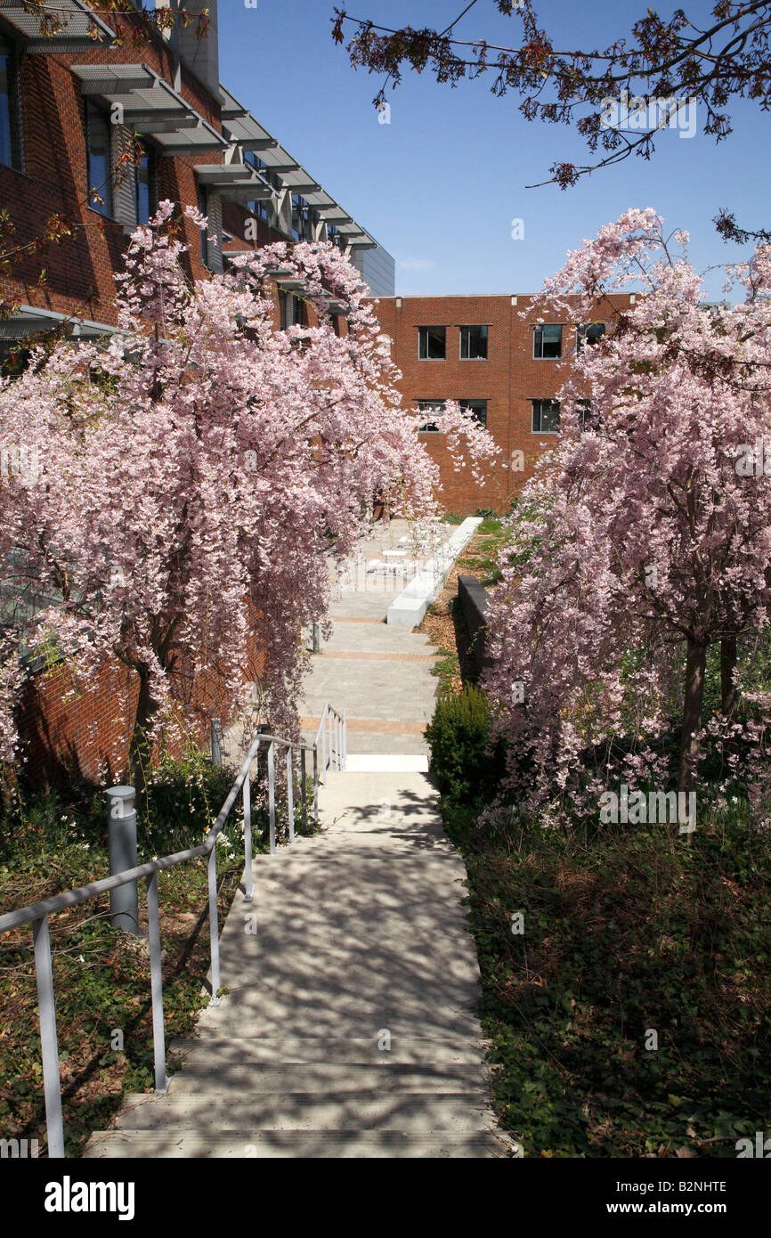 Narrow set of steps leading down between two lines of pink flowering ...
