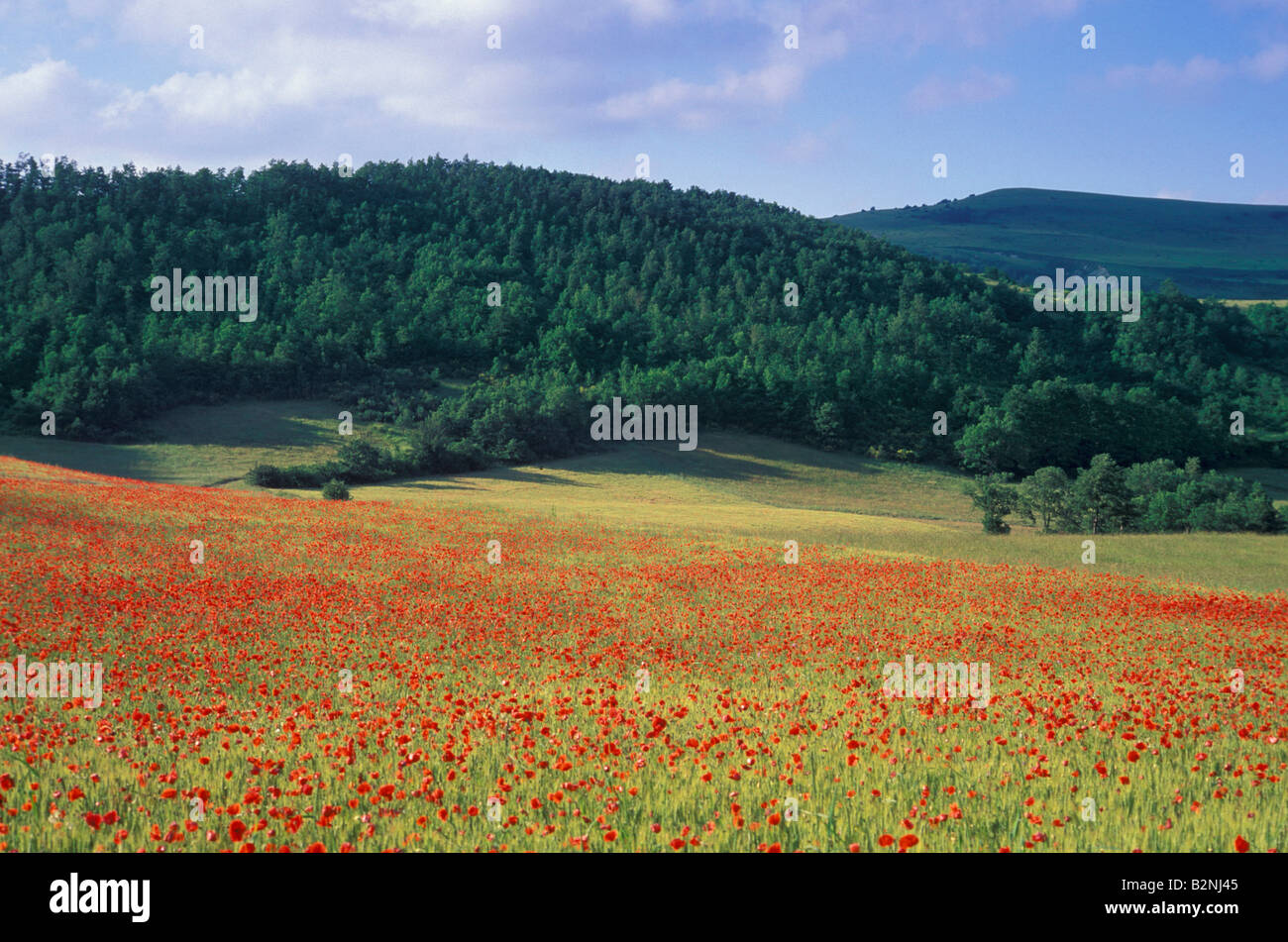 poppy flowers and cereals field, elcito, Italy Stock Photo - Alamy