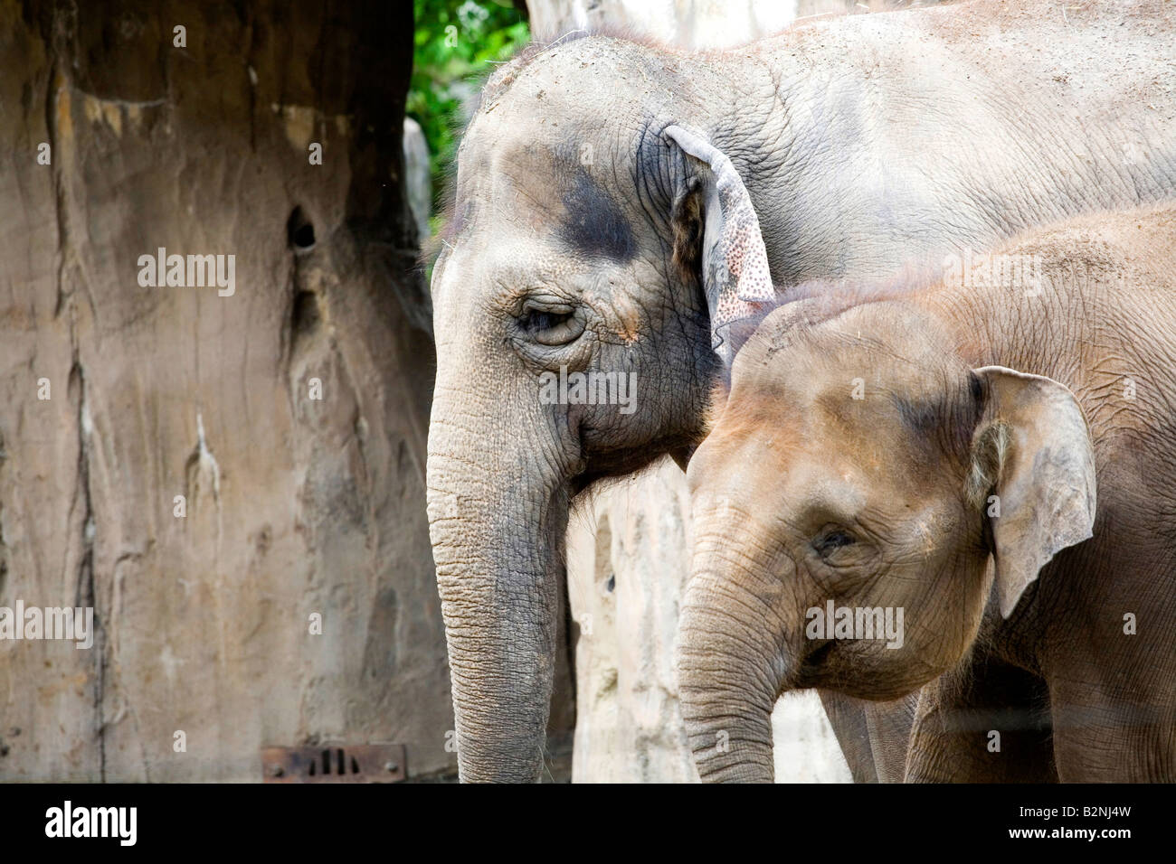 Washington park zoo asian elephants hi-res stock photography and images ...