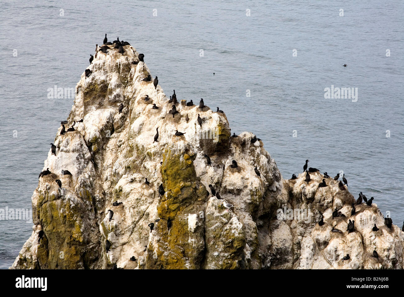 Pelagic Cormorant's nest, Yaquina Head Lighthouse, Oregon Coast, United ...