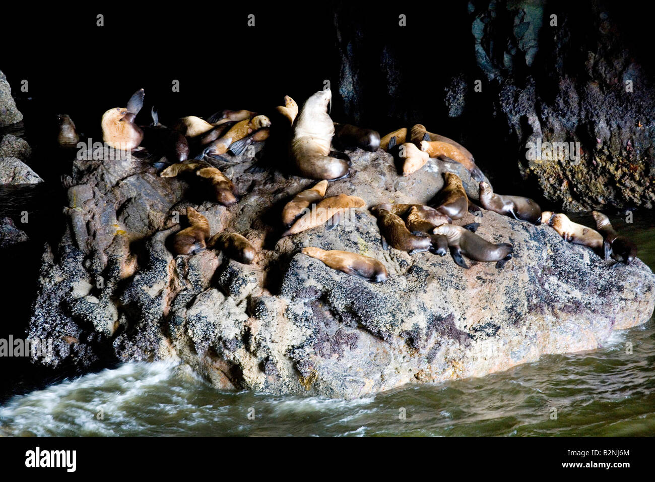 Oregon coast sea lion caves hi-res stock photography and images - Alamy