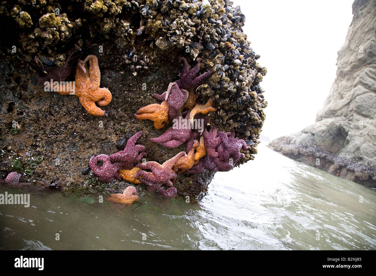Starfishes, Face Rock beaches, Bandon, Oregon, United States of America ...