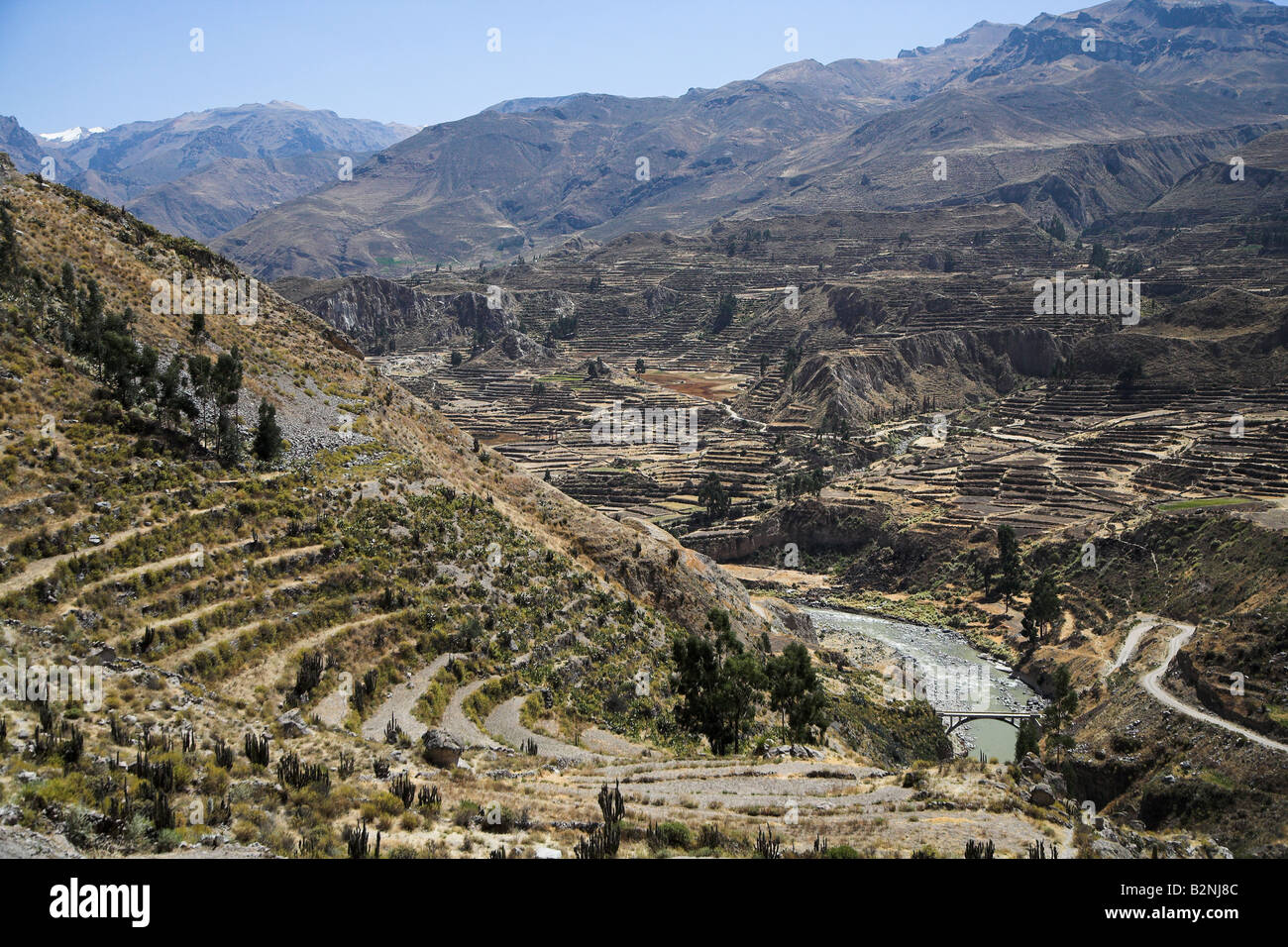 Inca terracing in the Colca Canyon, near Chivay, Peru Stock Photo - Alamy