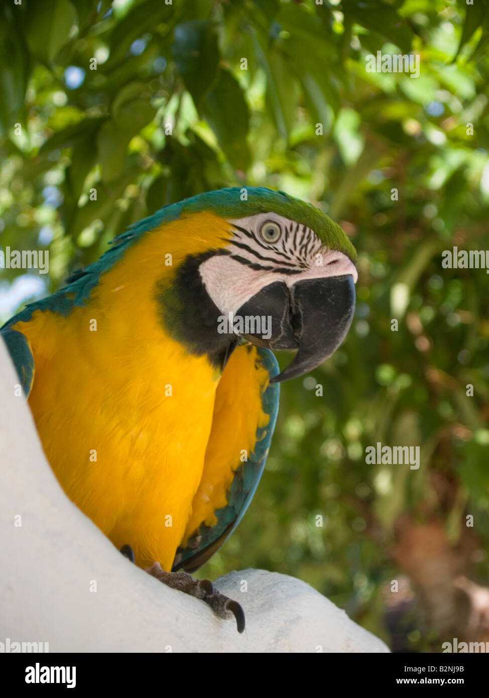 macaw parrot on Koh Tao Island in Thailand Stock Photo - Alamy