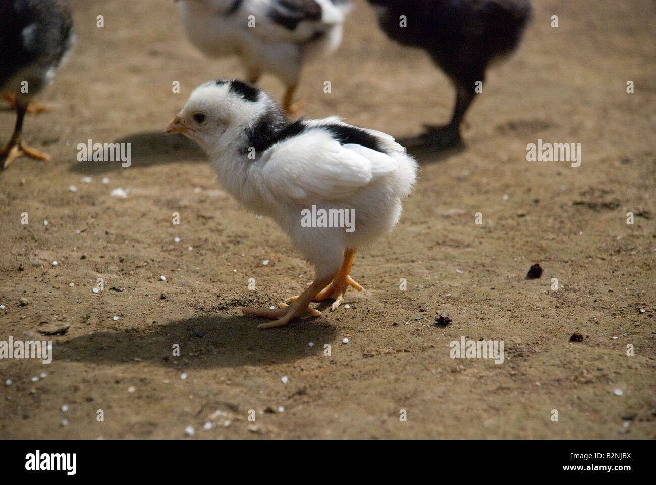 bali ubud indonesia farm chicken cockerel eat peck seed beak eye red ...