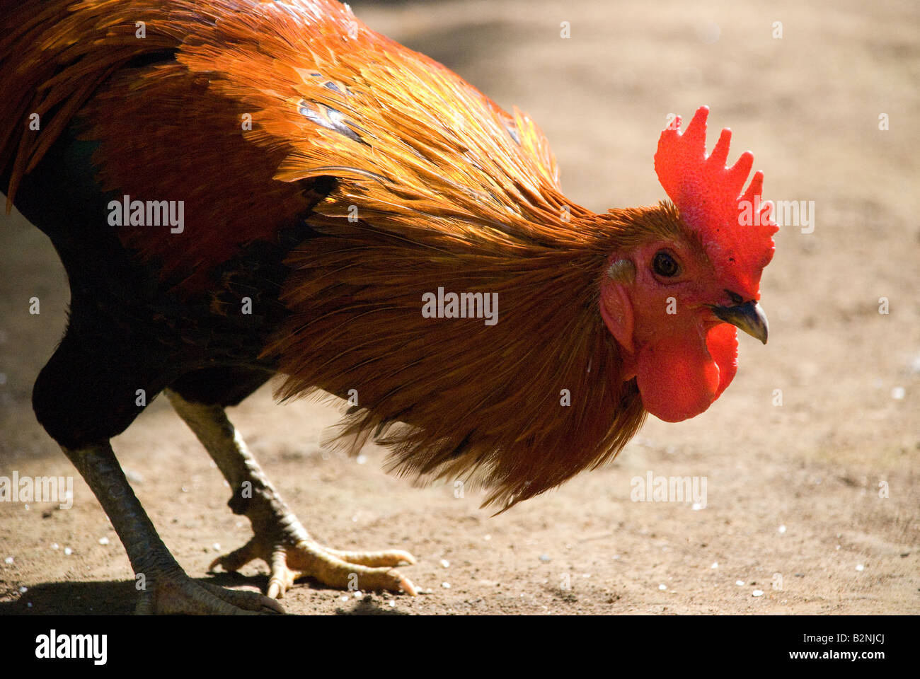 bali ubud indonesia chicken peck poultry feathers claws eating sunlight ...