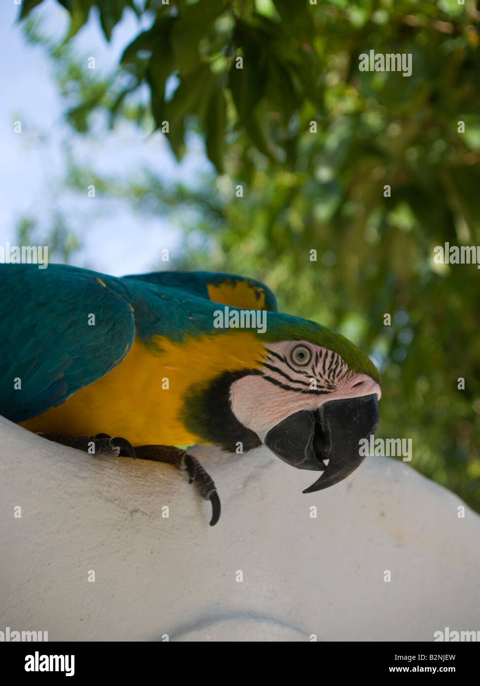 macaw parrot on Koh Tao Island in Thailand Stock Photo - Alamy