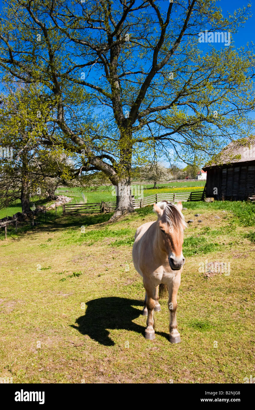 Fjord horse in a spring pasture Stock Photo - Alamy