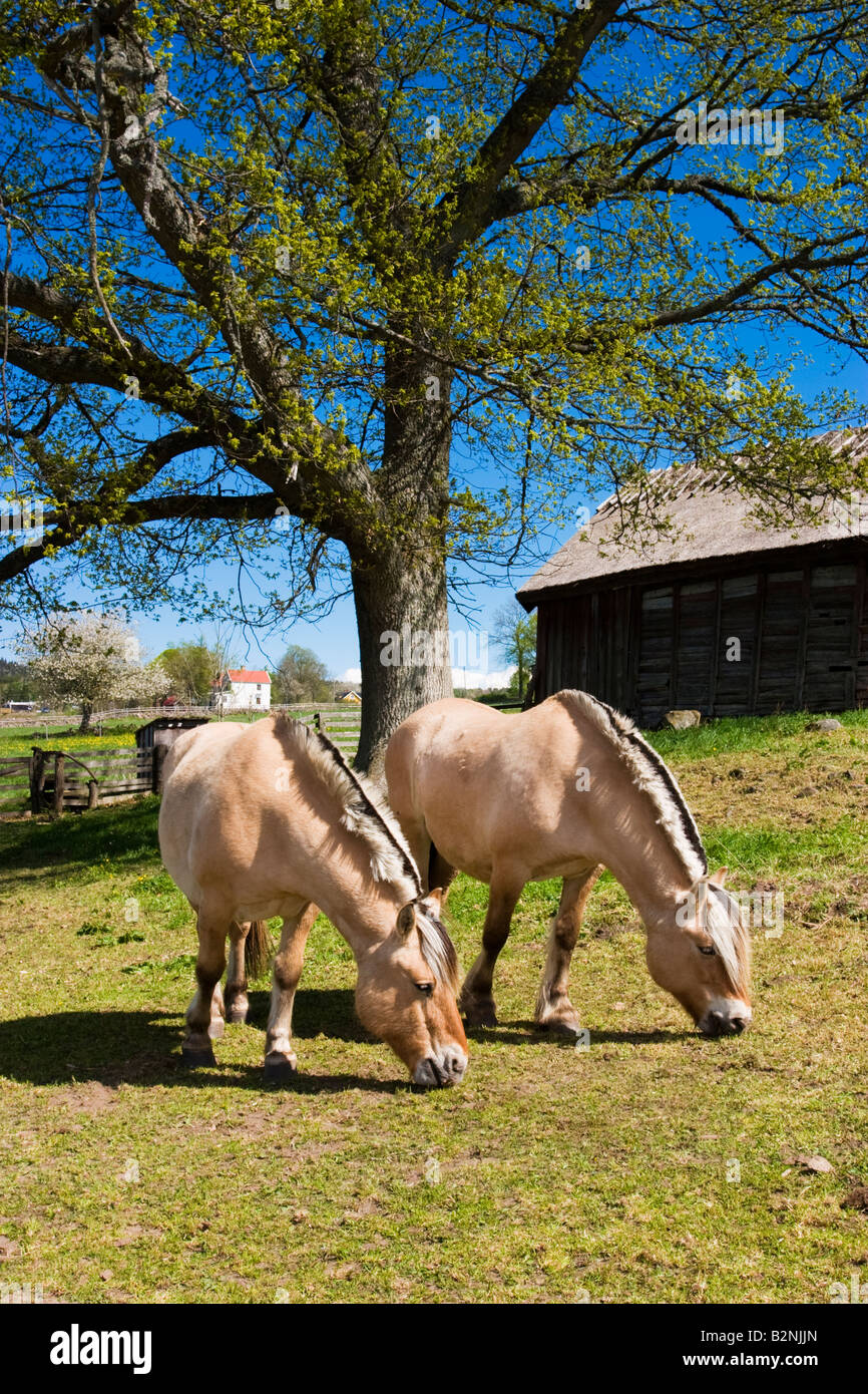 Pair of norwegian fjord horses hi-res stock photography and images - Alamy