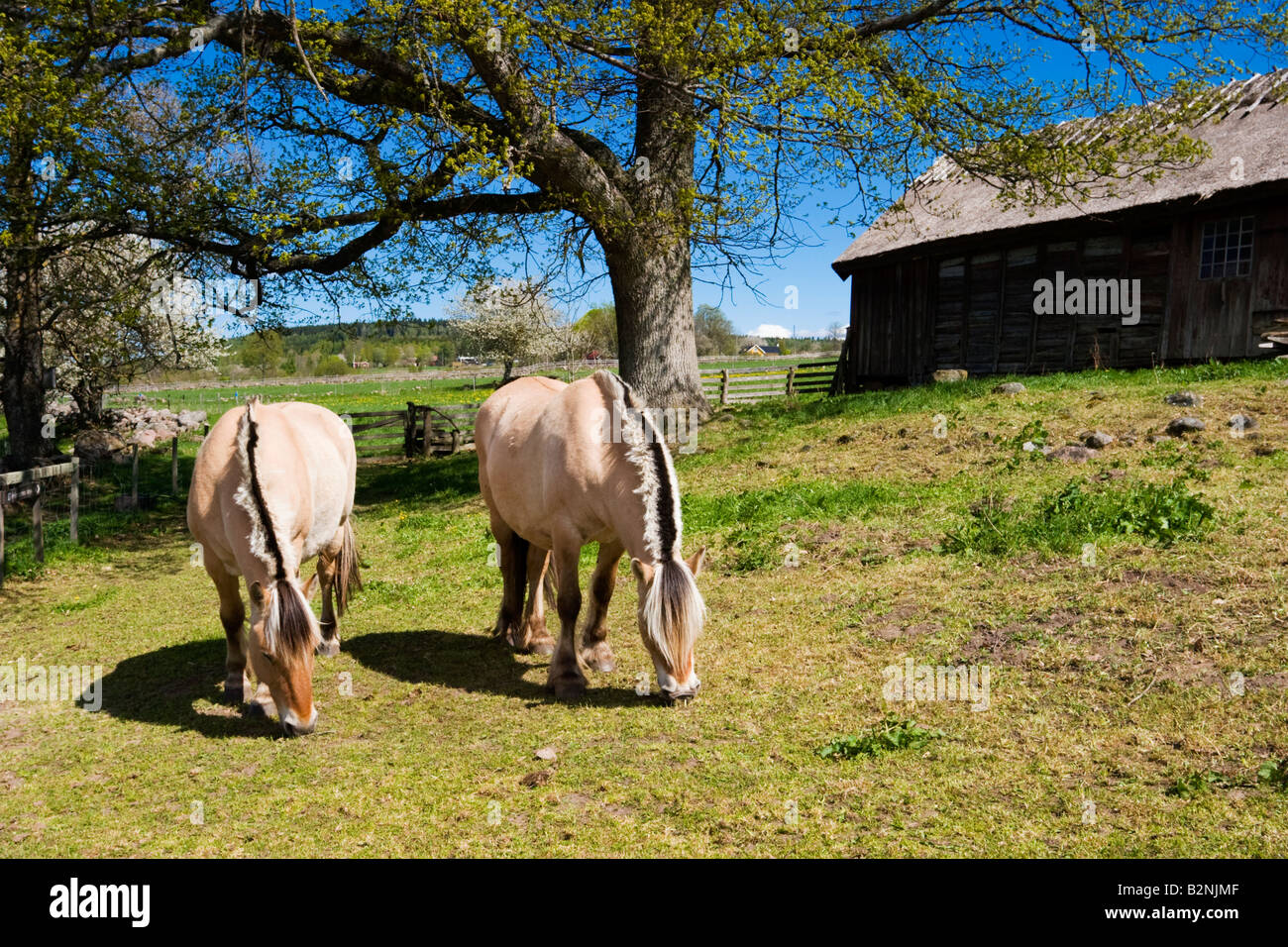 Fjord horse graze in a pasture Stock Photo - Alamy