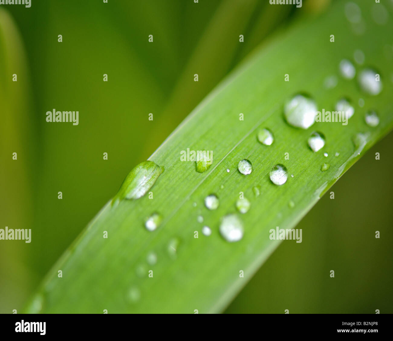 NATURE DETAIL: Water droplets on leaf Stock Photo - Alamy